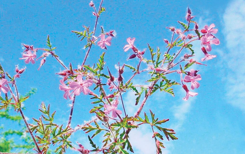 PLANTELE VERII - Năpraznicul (Geranium ro­ber­tianum) - Formula AS