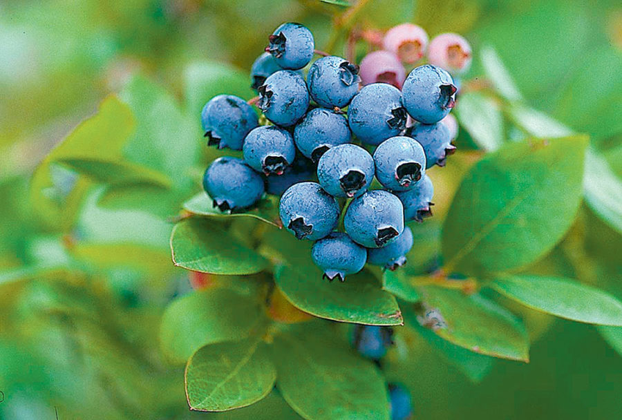 Fructele negre de pădure – COACĂZELE, AFINELE și MURELE - Formula AS