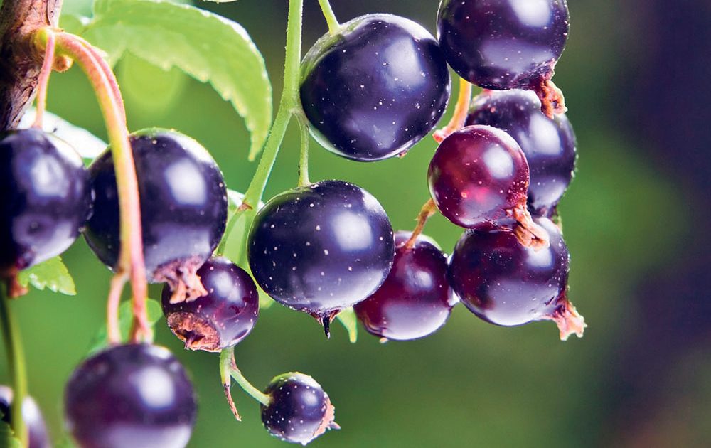 Fructele negre de pădure – COACĂZELE, AFINELE și MURELE - Formula AS