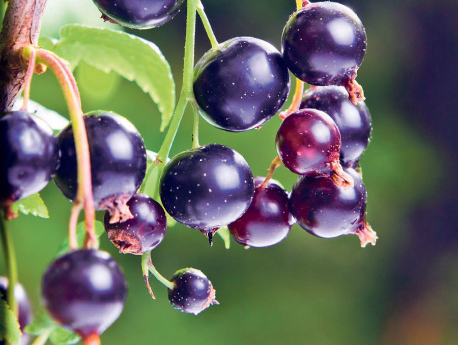 Fructele negre de pădure – COACĂZELE, AFINELE și MURELE - Formula AS