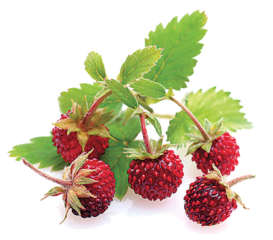 Fructele roșii de pădure – FRAGII și COACĂZELE - Formula AS