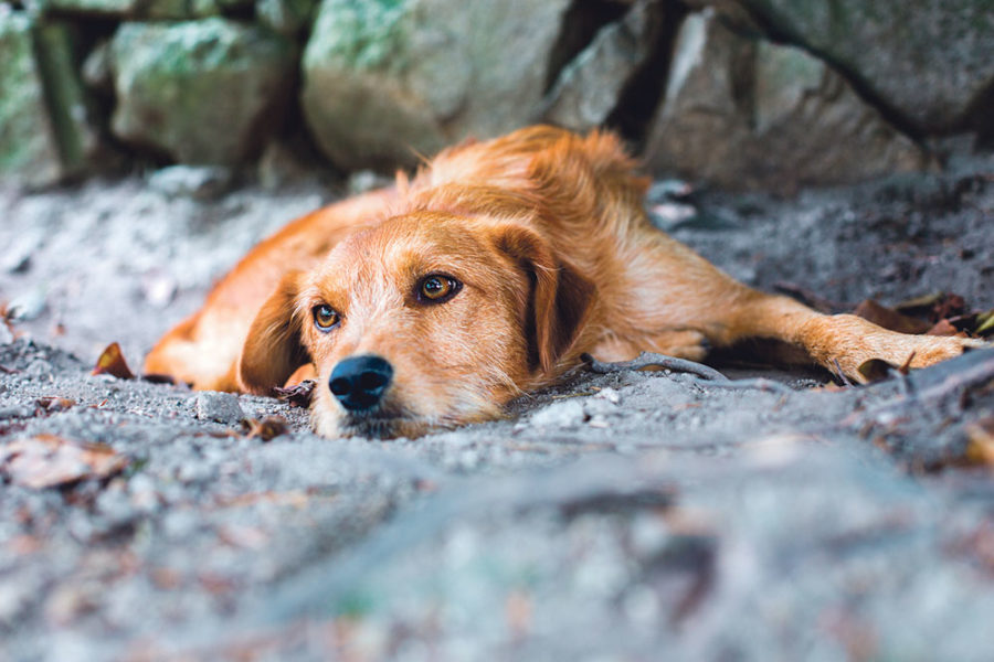 Povestea unui prieten drag: GRIVEI - Formula AS