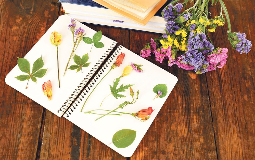 Ierbar internațional - Formula AS