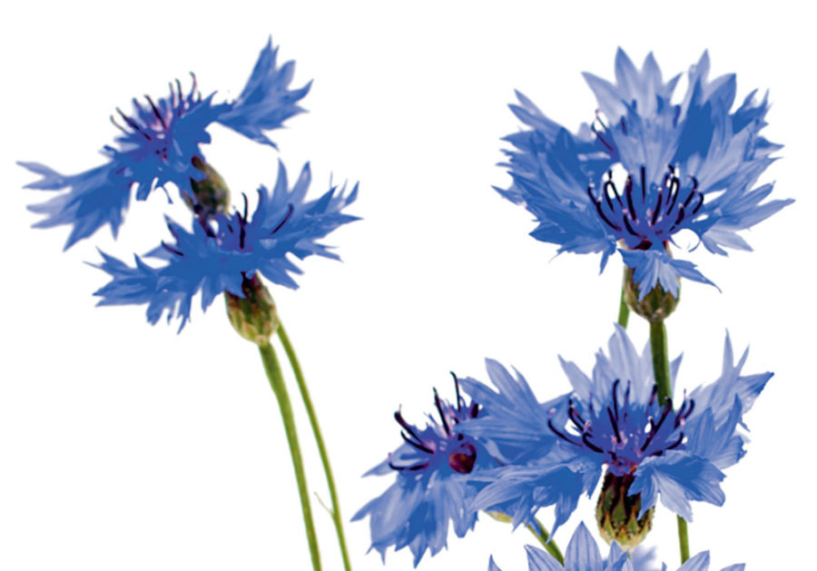 Din rețetele domnului farmacist Bobaru: Ultimele flori ale verii ...