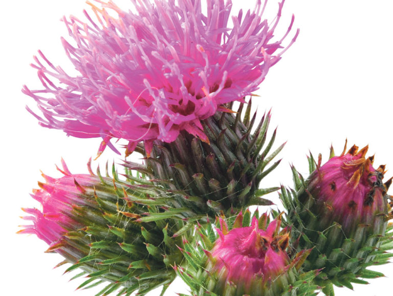 Din rețetele domnului farmacist Bobaru: Ultimele flori ale verii ...