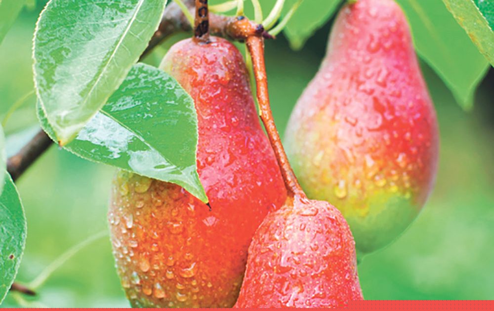 Farmacie cu copaci: Alimente-medicament - Formula AS