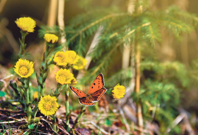 Din rețetele domnului farmacist Bobaru: Ultimele flori ale verii ...