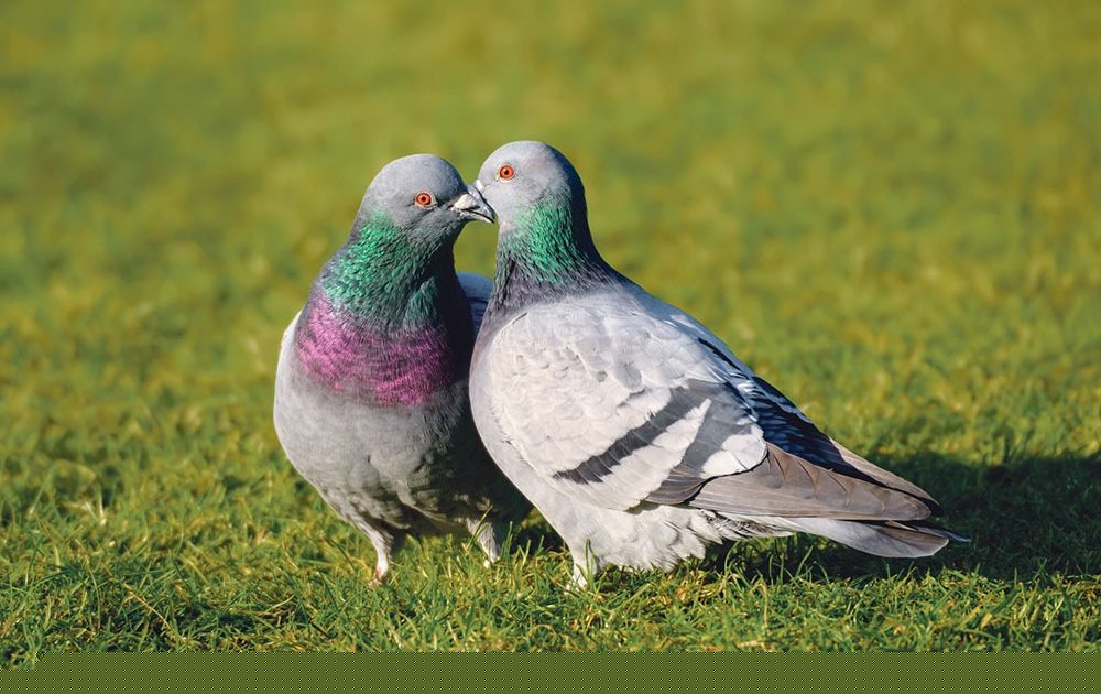 Porumbeii - Formula AS