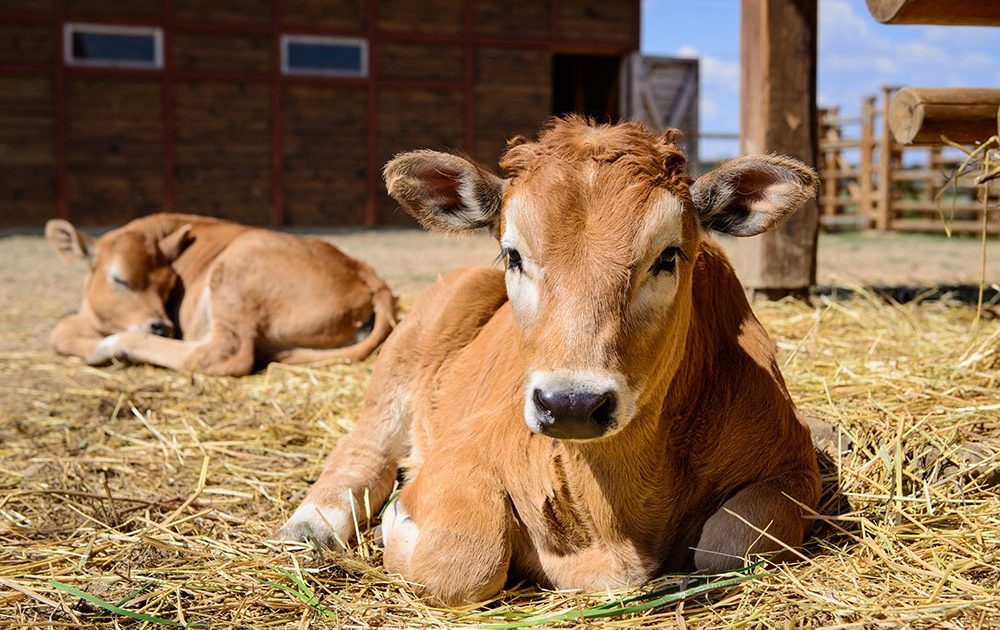 Vițelul - Formula AS