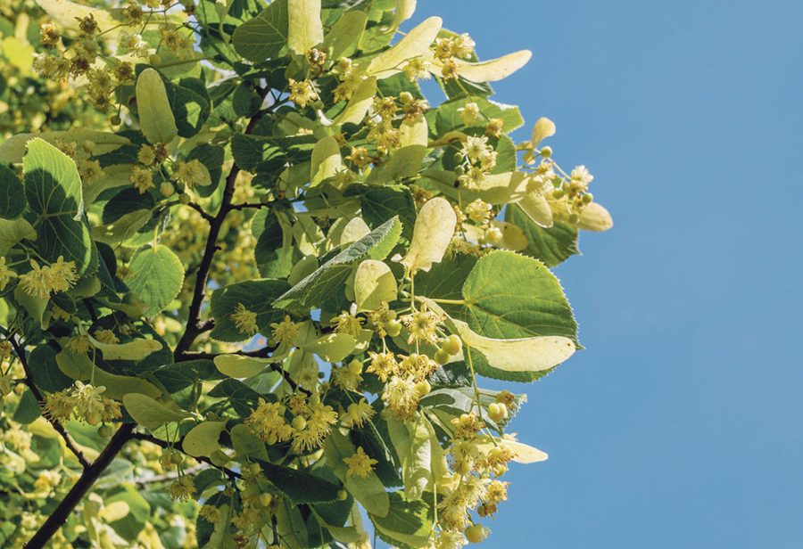 Din rețetele domnului farmacist Bobaru: Emoțiile și plantele medicinal ...