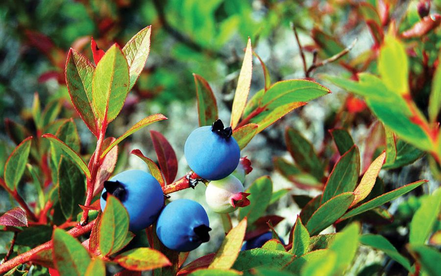 Vești bune: Diabetul de tip 2 poate fi vindecat fără medicamente ...