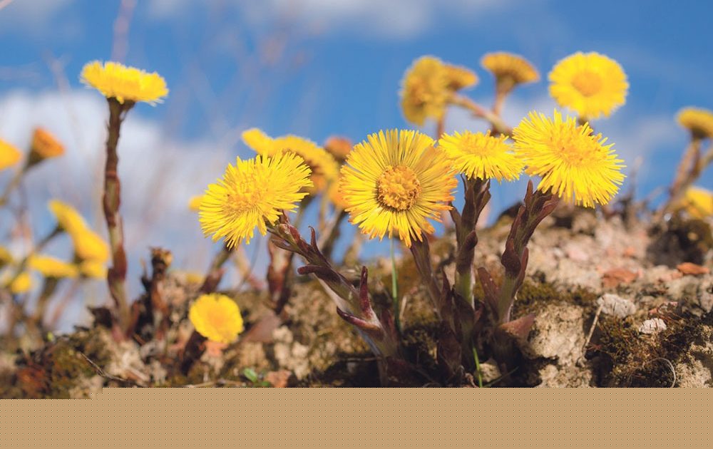 "Sufăr de piodermită vegetantă" (Răspuns pentru CORINA – București, F ...