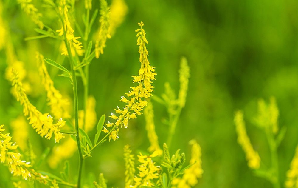 Plantele lunii iunie: SULFINA - Formula AS