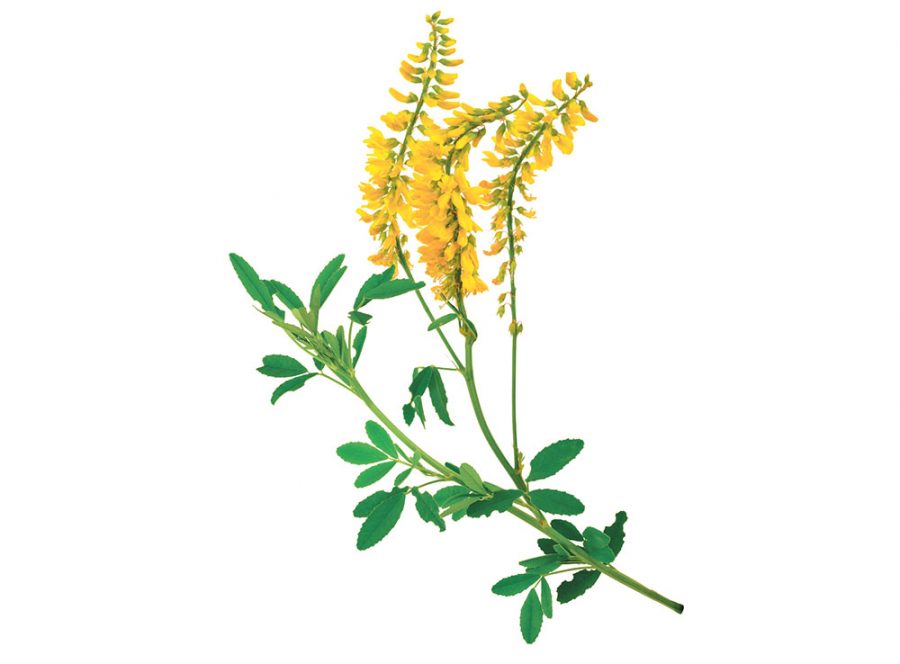 Plantele lunii iunie: SULFINA - Formula AS