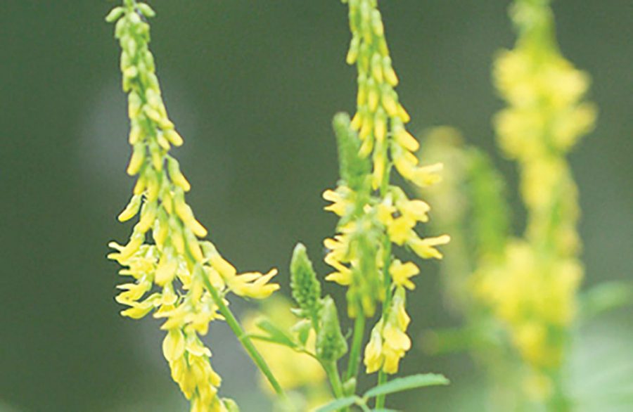 Plantele lunii iunie: SULFINA - Formula AS