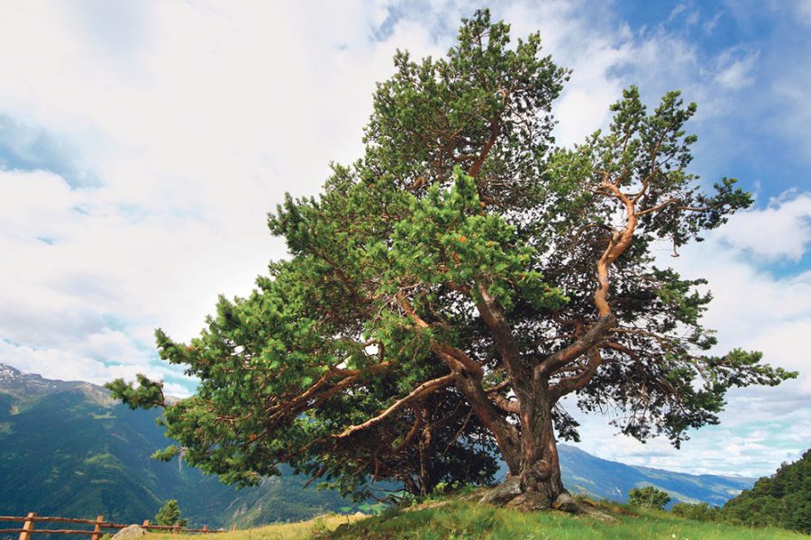 Leacurile pădurii - Formula AS