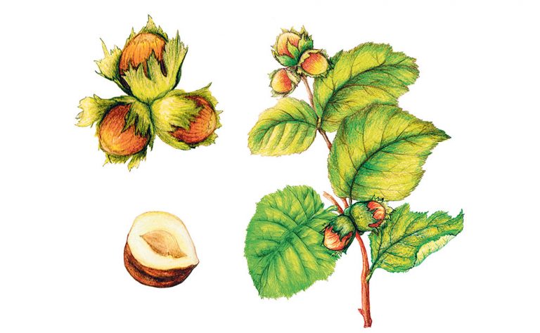 Leacuri pentru VARICE - Formula AS