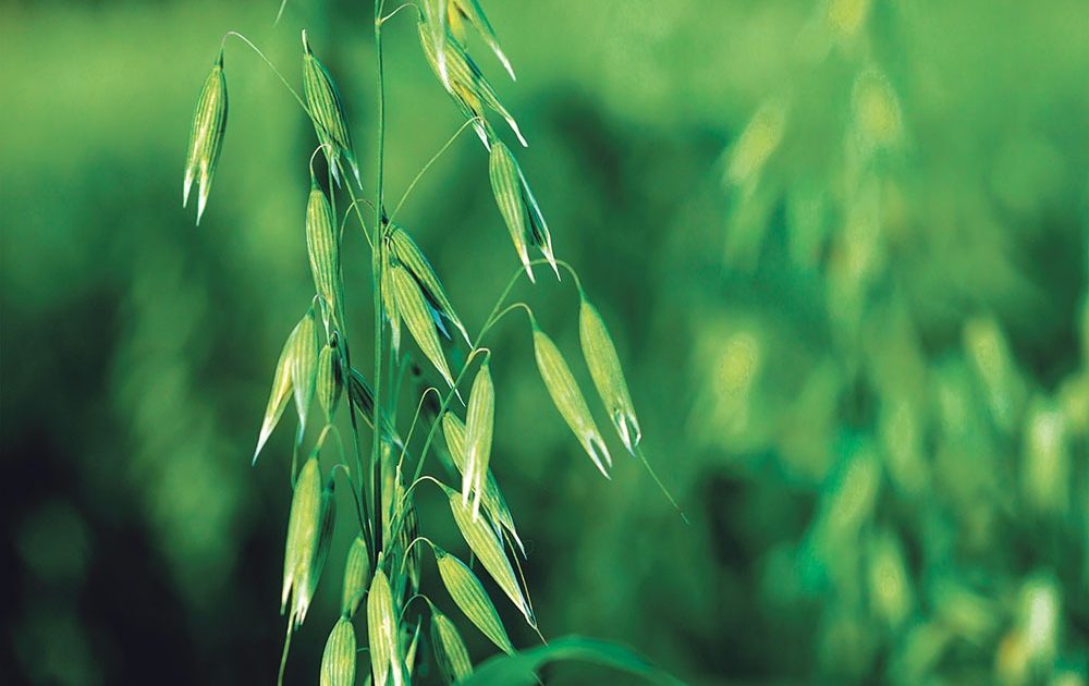 Mugurii de plante și echilibrul interior – Mărul pădureț, Ovăzul și ...