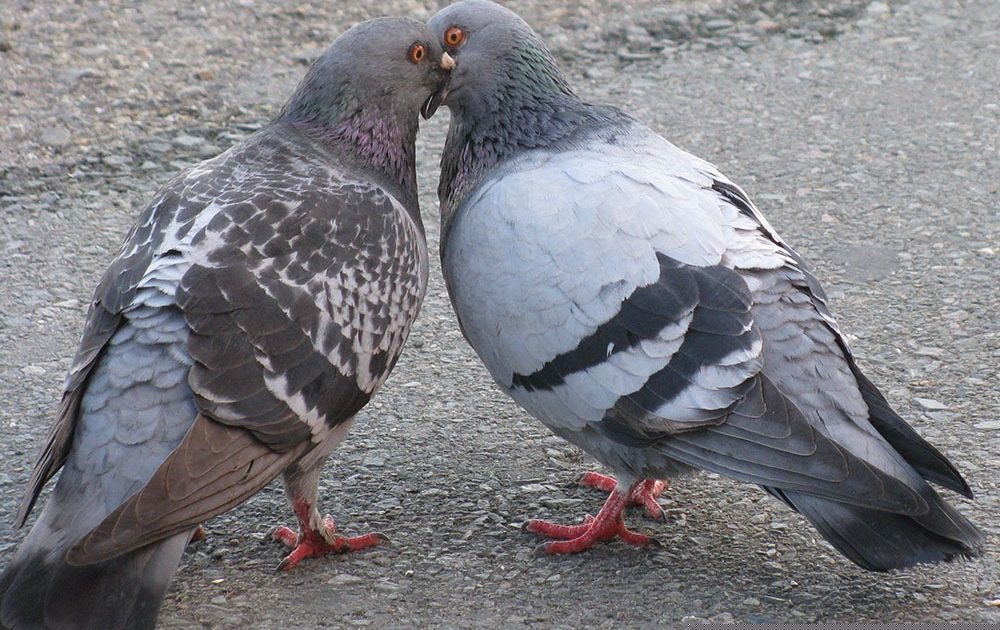 Poveste de iubire cu porumbei - Formula AS