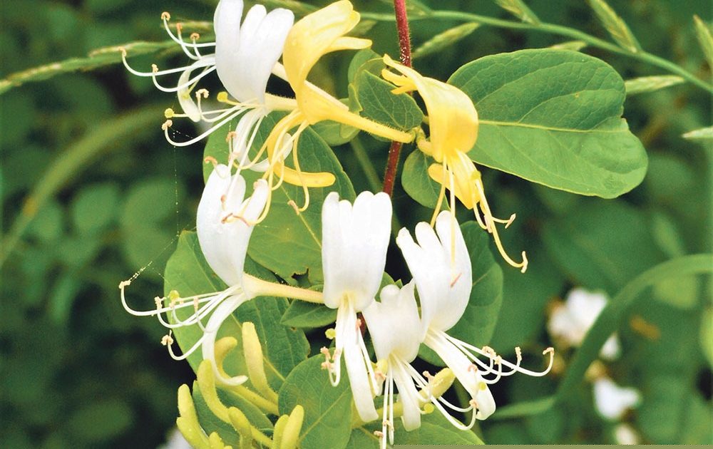 Un antiviral natural – CAPRIFOIUL - Formula AS