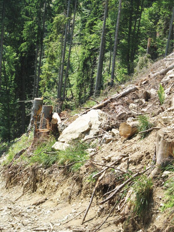 CIPRIAN GĂLUȘCĂ (Coordonator pentru Păduri și Biodiversitate ...