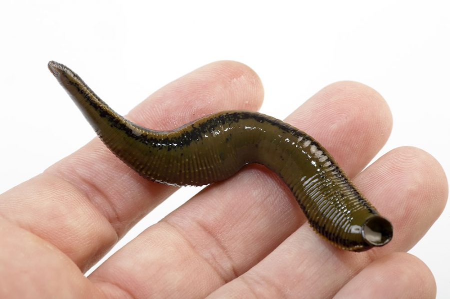 Remedii străvechi: LIPITORILE - Formula AS