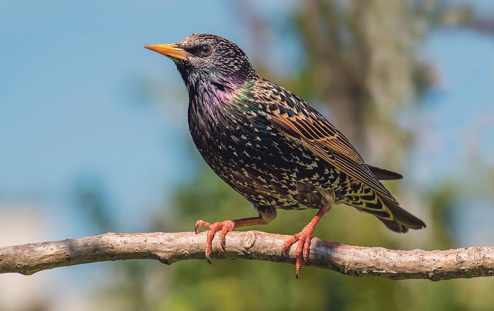 Graurul din fereastră - Formula AS