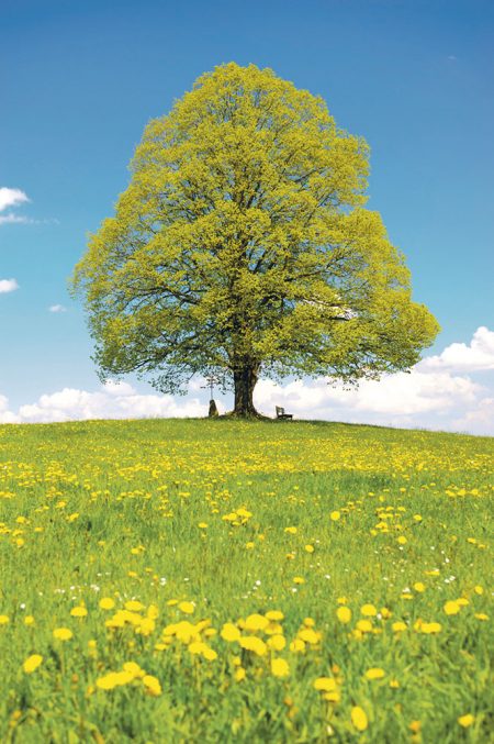 Copacii vindecători - Formula AS