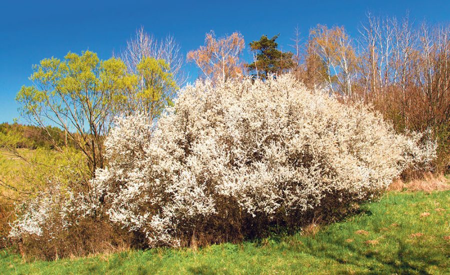 FARMACIA PĂDURII - Păducelul, Porumbarul și Laricea - Formula AS