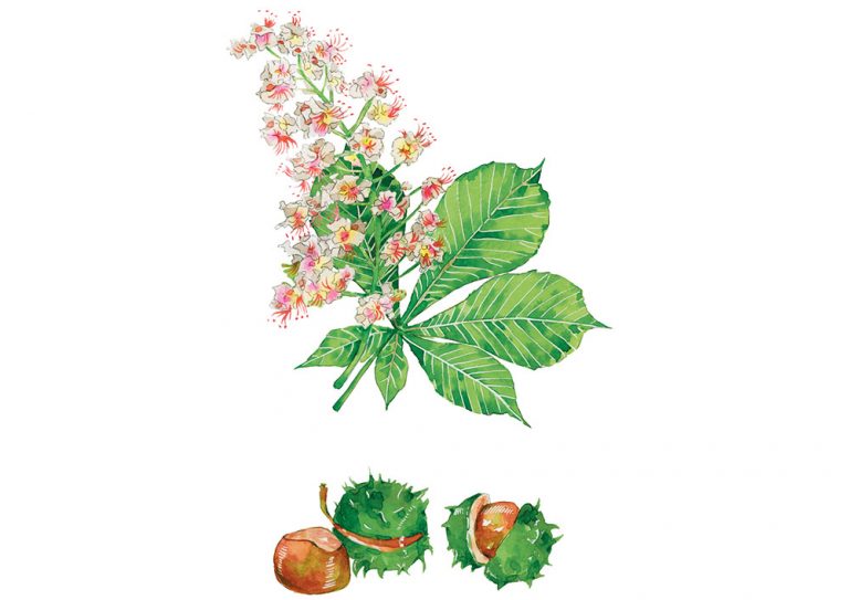 Circulația venoasă și circulația limfatică - Formula AS