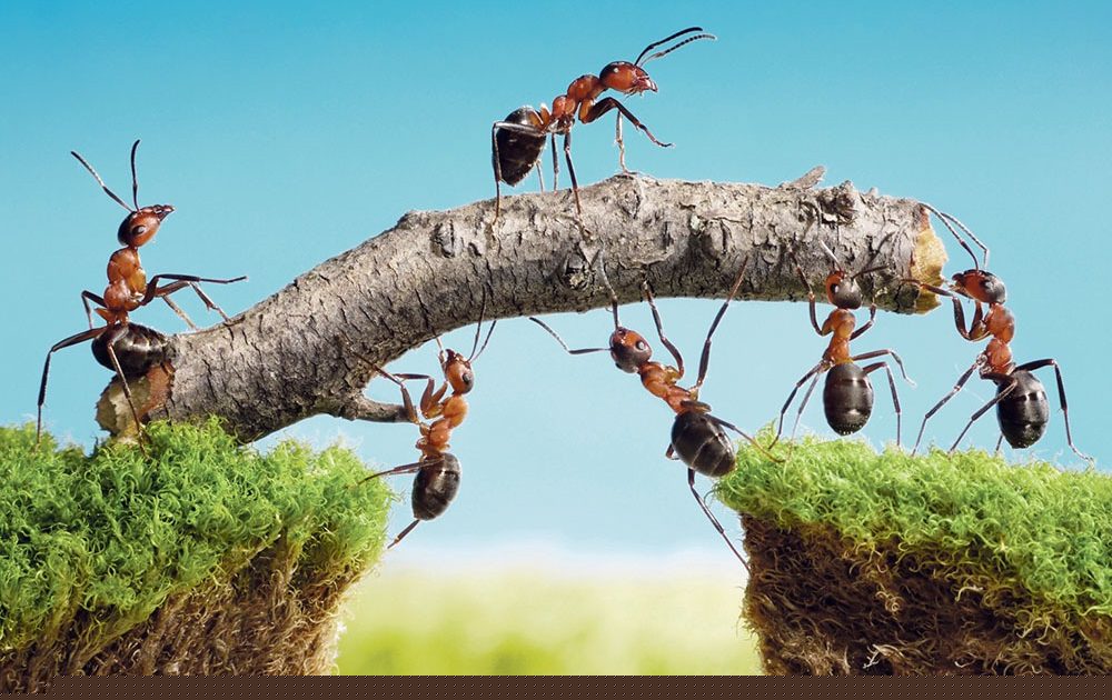 Mușuroiul de furnici - Formula AS