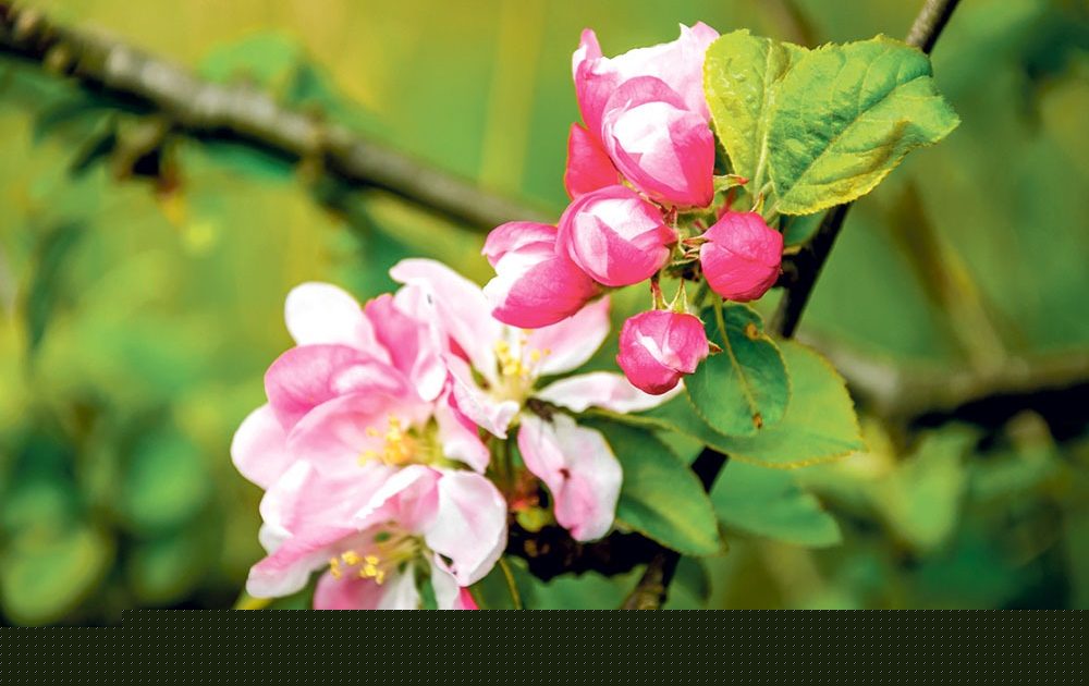 Mai-marele toamnei – MĂRUL - Formula AS