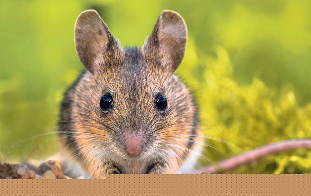 Un șoricel mititel – CIP - Formula AS