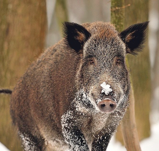 Mistrețul bunicului - Formula AS