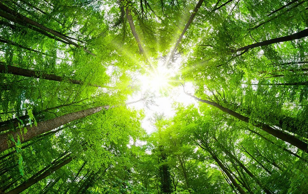 Gimnastica verde - Formula AS