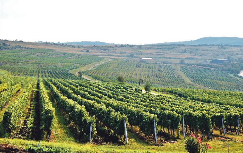 Sebeșul și mândrele lui podgorii - Formula AS