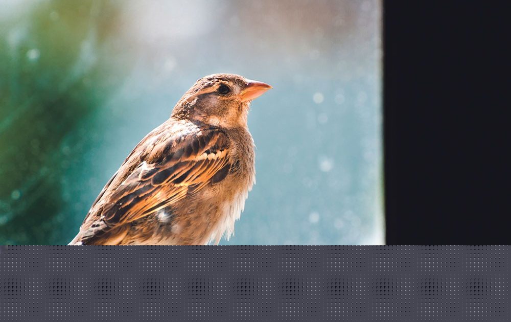 O vrabie pe pervaz - Formula AS