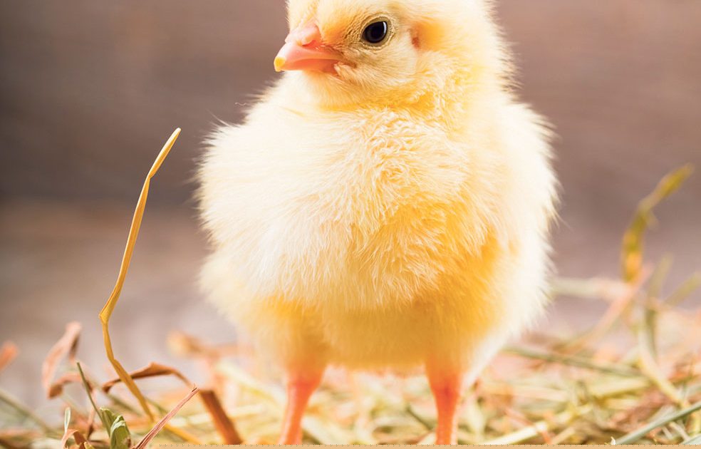 CINCI PUI - Formula AS