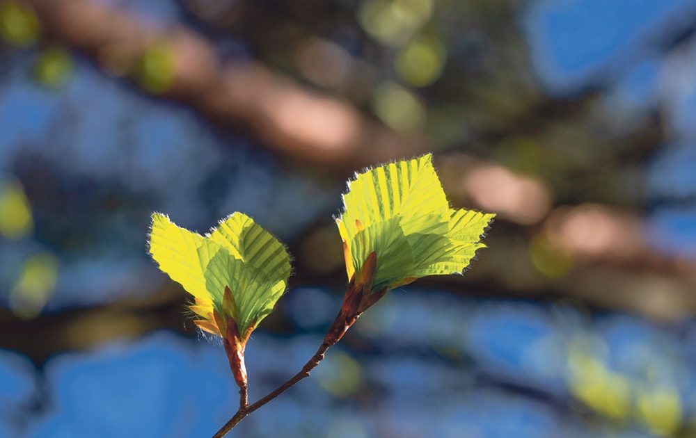 "De trei ani sufăr de acnee" (Răspuns pentru ANDREEA S., F. AS nr. 1394 ...