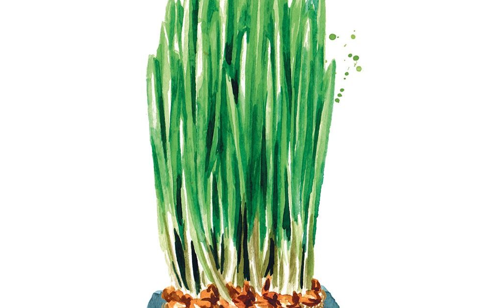 Rețeta cu grâu încolțit - Formula AS