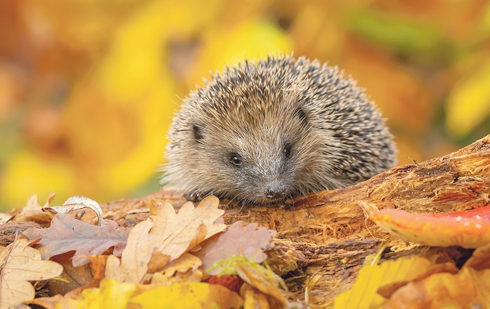 Moș Arici - Formula AS