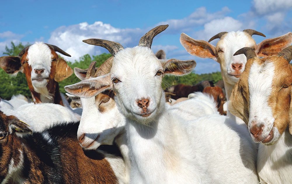 Dl. Sandu și caprele - Formula AS