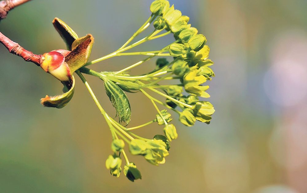 ARȚARUL și mugurii săi - Formula AS