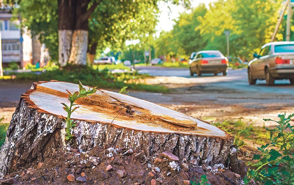 Elegie pentru copaci - Formula AS