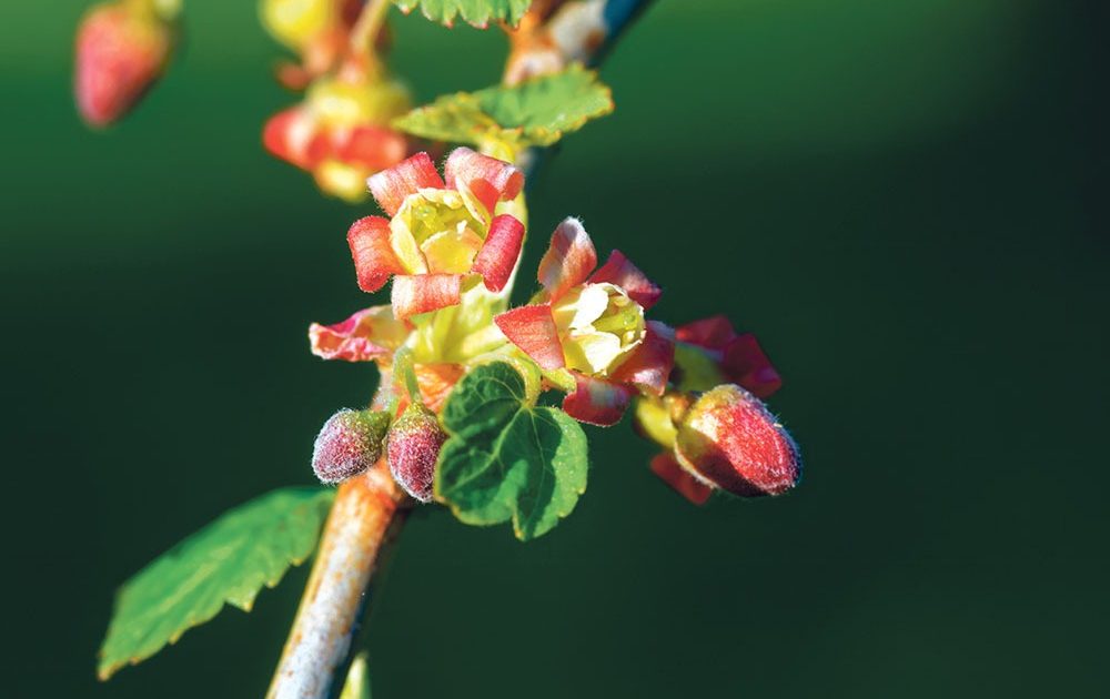 Mugurii de Coacăz-negru - Formula AS
