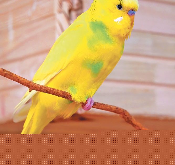 Puiuțul - Formula AS