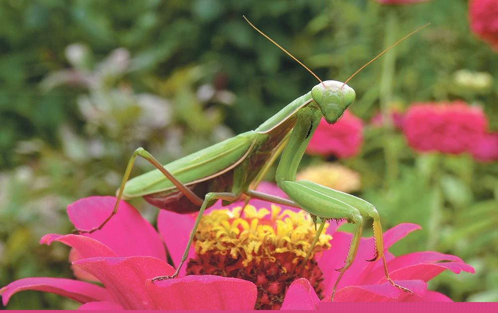 Călugărița - Formula AS