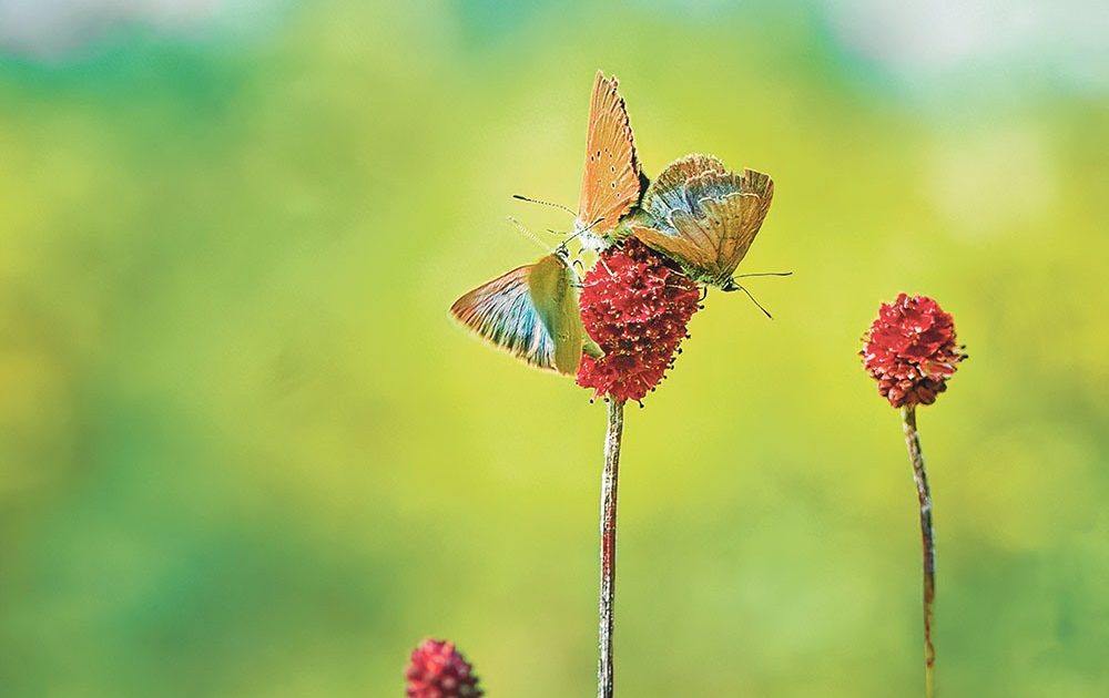 Ținutul fluturelui albastru - Formula AS