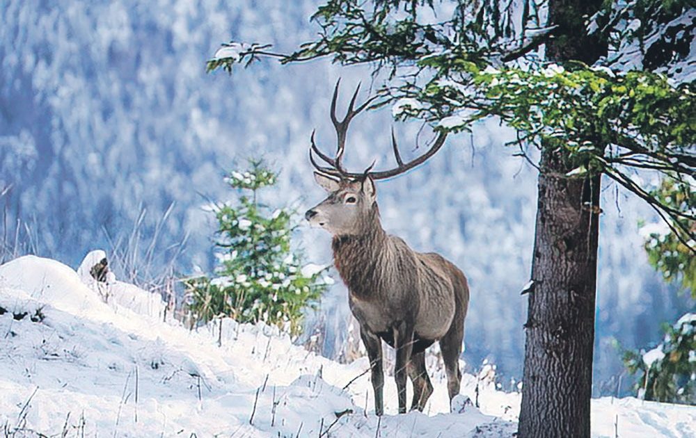 Crescătoria de cerbi de la Dârmoxa - Formula AS