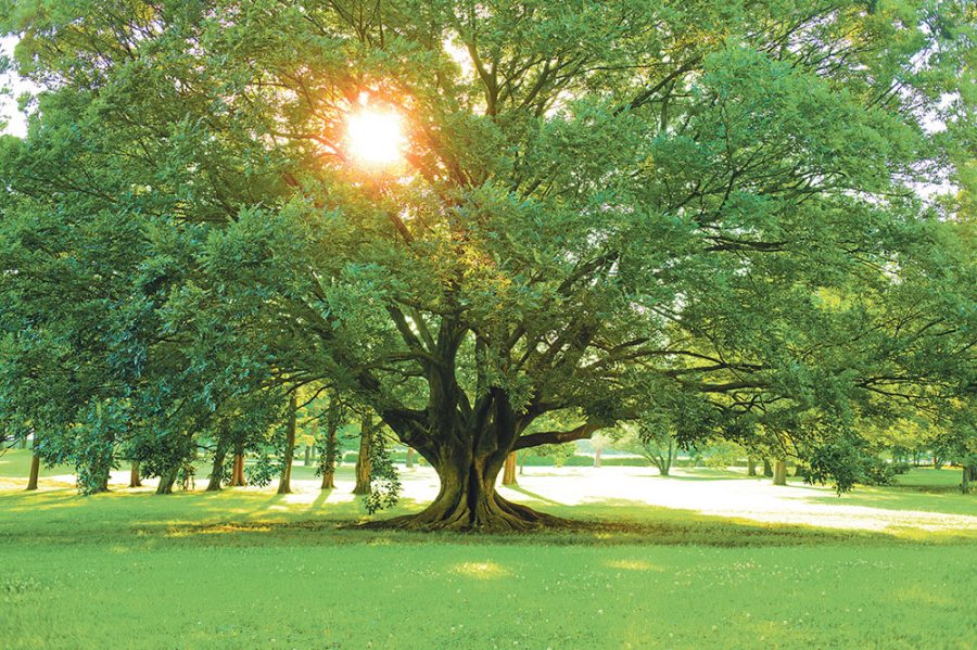 O forță a naturii – Mugurele de Carpen - Formula AS